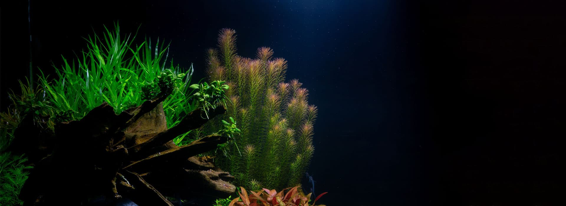 The Ultimate Beginner’s Guide to Aquascaping an Aquarium | Aquasoul