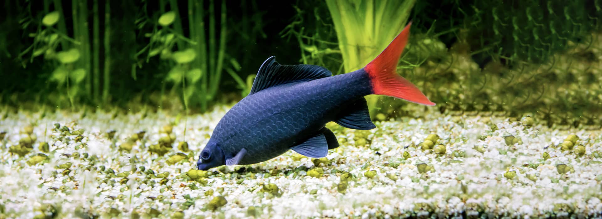 10 of The Best Freshwater Sharks for Your Home Aquarium | Aquasoul