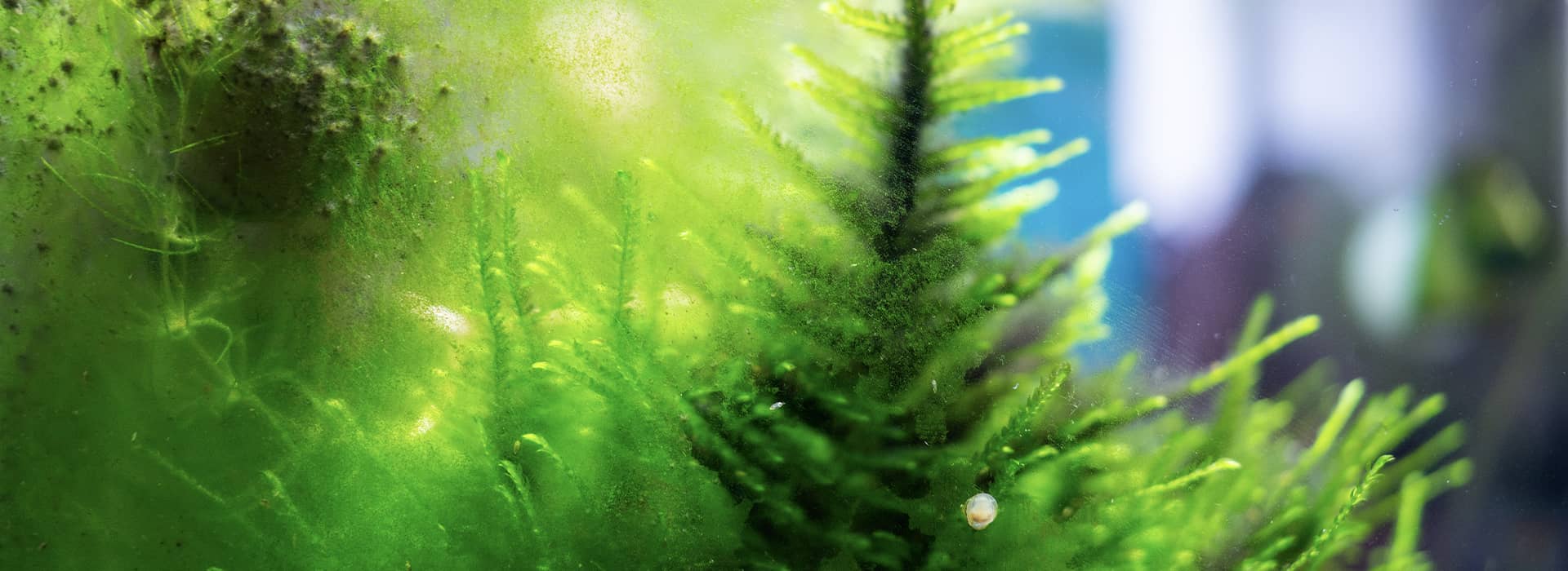 Control Your Algae With These Top 20 Algae Eaters For Your Freshwater ...