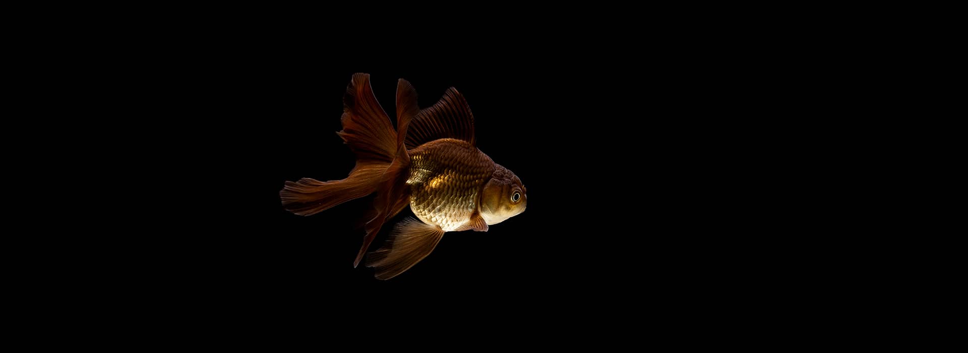 Black Moor Goldfish: A Great Choice For Beginner Aquariums | Aquasoul