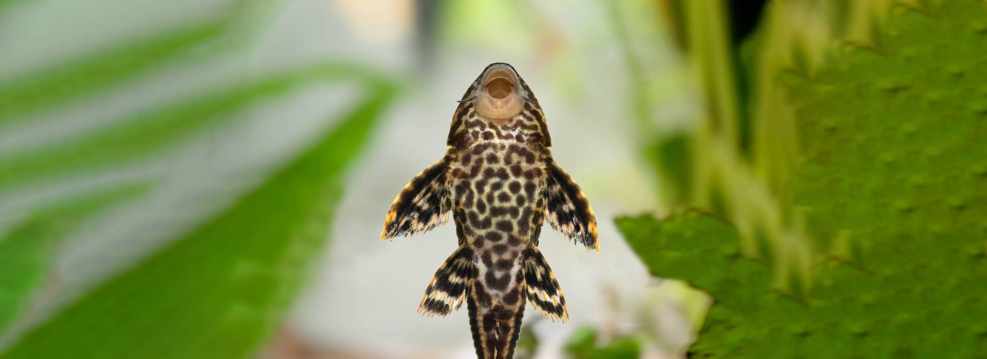 Clown Plecos Care Guide: Aquarium Setup, Tank Mates, Breeding & Feeding ...