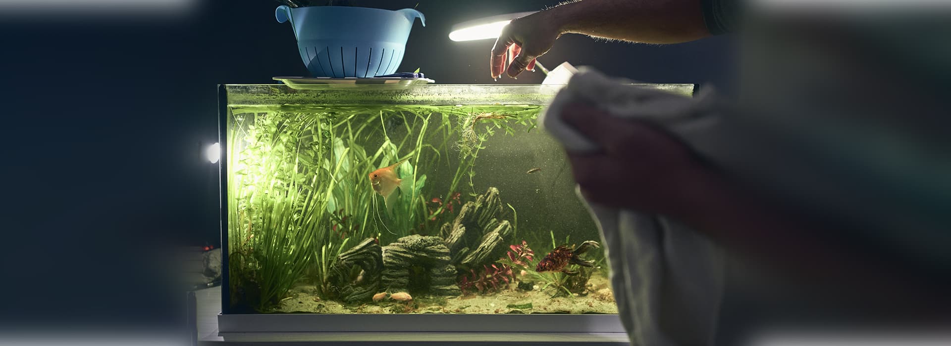 Aquarium Cleaning How To Care For Your Fish Tank Aquasoul aquarium-cleaning-how-to-care-for-your-fish-tank-aquasoul