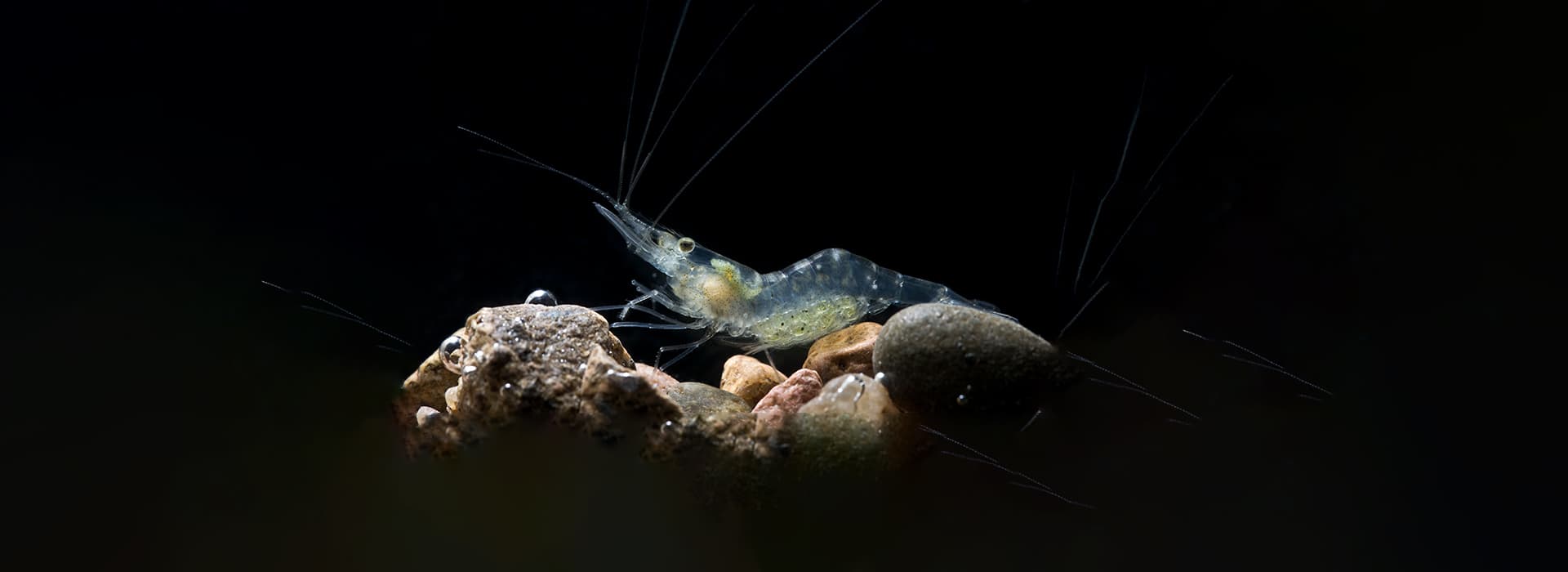 Ghost Shrimp Care Guide: Aquarium Setup, Tank Mates, Breeding & Feeding ...