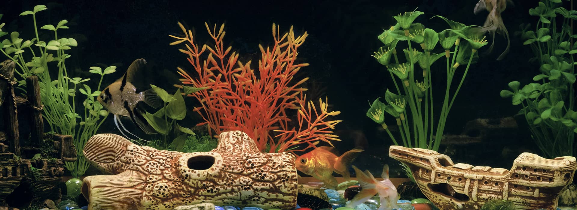 The Ultimate Guide to Floating Aquarium Plants: Tips, Benefits, and ...