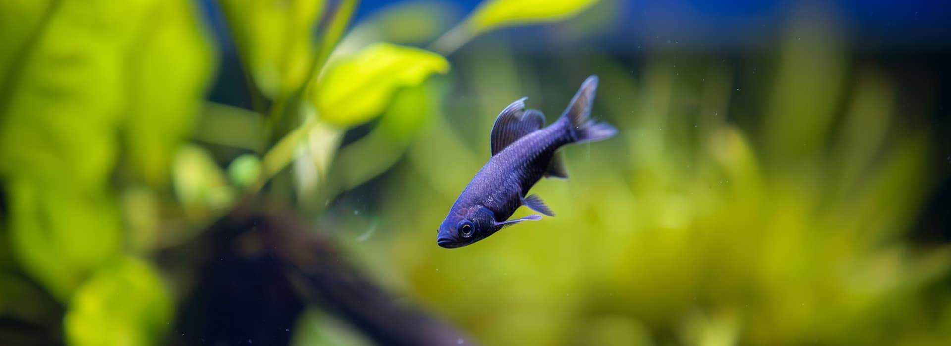 Black Molly Fish Care Guide: Aquarium Setup, Tank Mates, Breeding ...